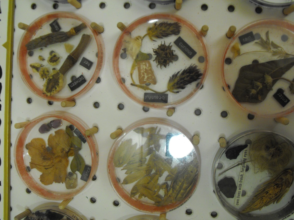 macrofossil C | Inner Geographies: Explore Your Inner Worlds